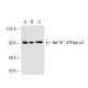 ATP1A1/ATP1A2/ATP1A3 Antibody (H-3) | SCBT - Santa Cruz Biotechnology