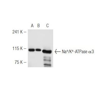 Na + /K + -ATPase α Antibody (H-3) - Western Blotting - Image 45445