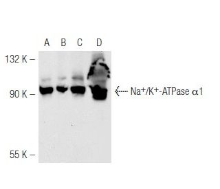 Na + /K + -ATPase α Antibody (H-3) - Western Blotting - Image 48042