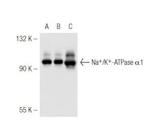 Na + /K + -ATPase α Antibody (H-3) - Western Blotting - Image 48078