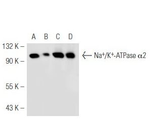 Na + /K + -ATPase α Antibody (H-3) - Western Blotting - Image 48598