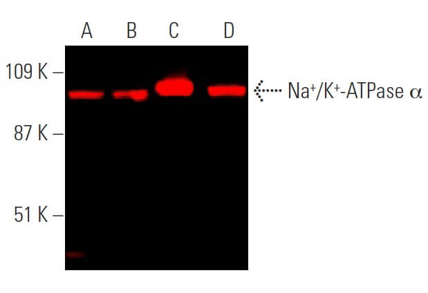 Anti-ATP1A1/ATP1A2/ATP1A3/ATP1A4 Antibody (M7-PB-E9) | SCBT - Santa ...