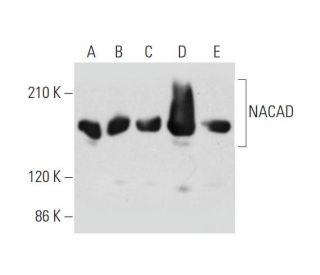 NACAD Antibody (H-4) | SCBT - Santa Cruz Biotechnology