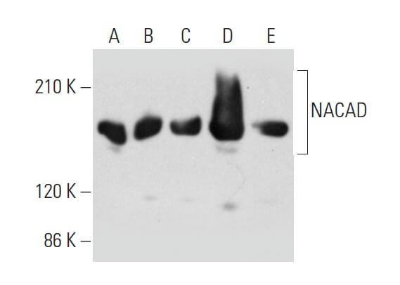 NACAD Antibody (H-4) | SCBT - Santa Cruz Biotechnology