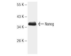 Nanog抗体 (1E6C4) | SCBT - Santa Cruz Biotechnology