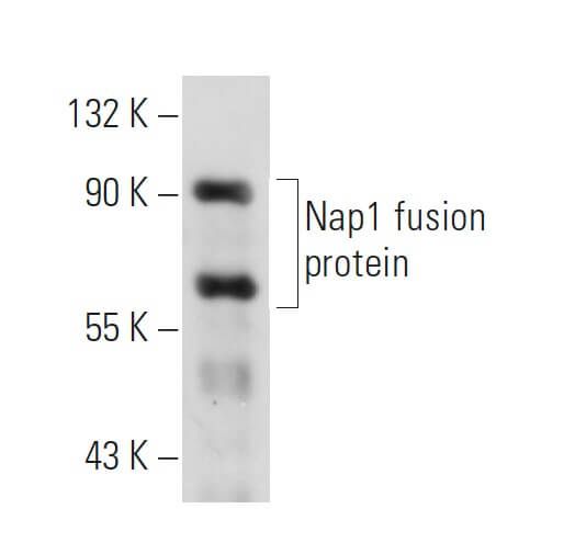Nap1 Antibody (B-8) | SCBT - Santa Cruz Biotechnology