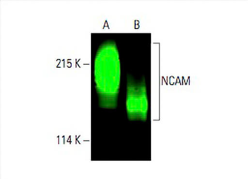 Anti-NCAM/CD56 Antibody (ERIC 1) | SCBT - Santa Cruz Biotechnology