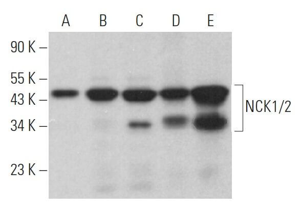 NCK1/2 Antibody (G-12) | SCBT - Santa Cruz Biotechnology