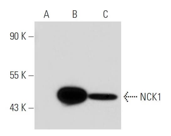 NCK1 Antibody (20B.1H9) | SCBT - Santa Cruz Biotechnology