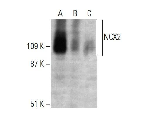 NCX2 Antibody (E-1) | SCBT - Santa Cruz Biotechnology