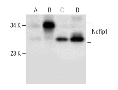 Ndfip1抗体 (D-4) | SCBT - Santa Cruz Biotechnology