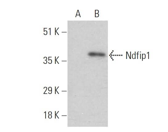 Ndfip1 항체 (H-6) | SCBT - Santa Cruz Biotechnology