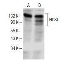 NDST Antibody (E-9) | SCBT - Santa Cruz Biotechnology