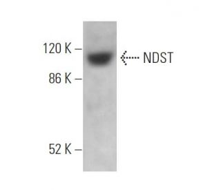 NDST Antibody (E-9) - Western Blotting - Image 372098