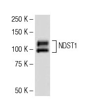 NDST1 Antibody (FF-2) | SCBT - Santa Cruz Biotechnology