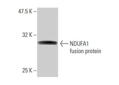 NDUFA1 Antibody (3B9-1A1) | SCBT - Santa Cruz Biotechnology