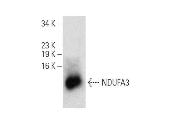 NDUFA3 Antibody (B-12) | SCBT - Santa Cruz Biotechnology