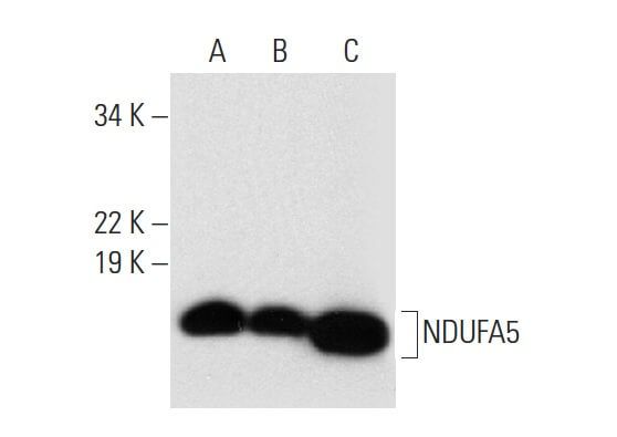 NDUFA5 Antibody (E-5) | SCBT - Santa Cruz Biotechnology