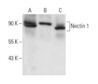 Nectin 1 Antibody (CK6) - Western Blotting - Image 5153