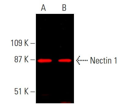 Anti-Nectin 1 Antibody (CK6) | SCBT - Santa Cruz Biotechnology