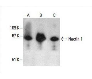 Nectin 1 Antibody (CK6) - Western Blotting - Image 392544