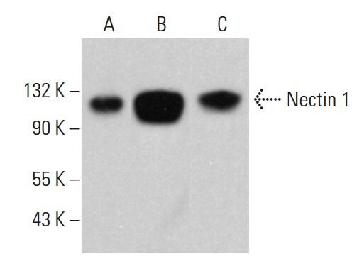 Nectin 1 Antibody (F-10) | SCBT - Santa Cruz Biotechnology