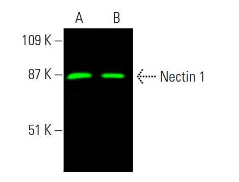 Nectin 1 Antibody (H-62) | SCBT - Santa Cruz Biotechnology
