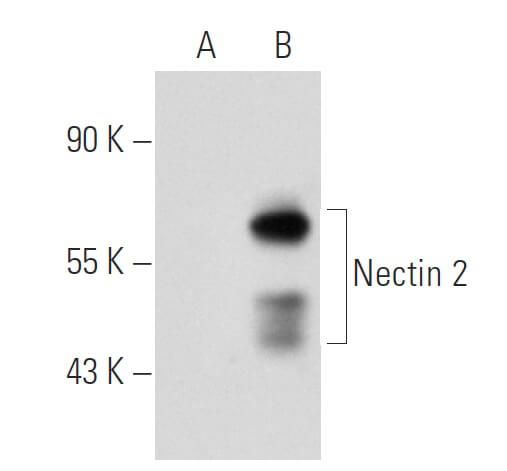 Nectin 2 Antibody (502-57) | SCBT - Santa Cruz Biotechnology