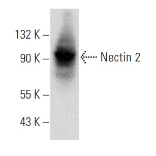 Nectin 2 Antibody (E-1) | SCBT - Santa Cruz Biotechnology