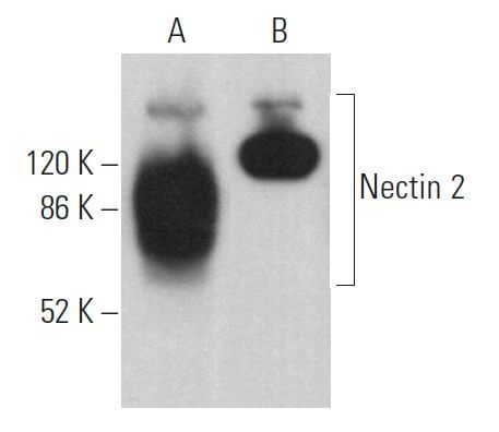 Nectin 2 항체 (E-1) | SCBT - Santa Cruz Biotechnology