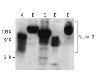 Nectin 2 Antibody (E-1) - Western Blotting - Image 398475