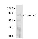 Nectin 3 Antibody (N3.2.9) | SCBT - Santa Cruz Biotechnology