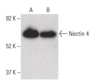 Nectin 4 Antibody (A-9) - Western Blotting - Image 400392