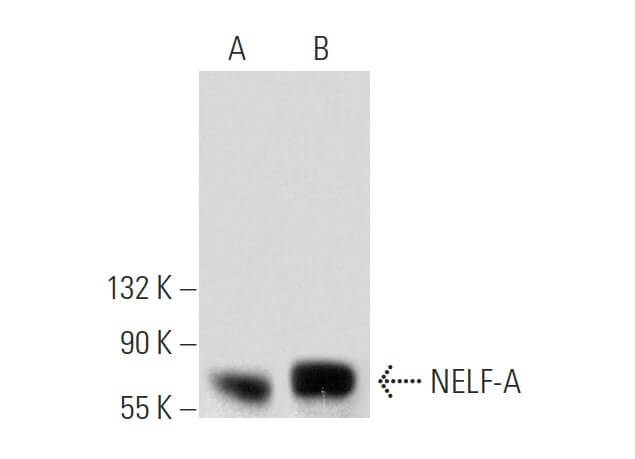 Anti-NELF-A Antibody (F-2) | SCBT - Santa Cruz Biotechnology