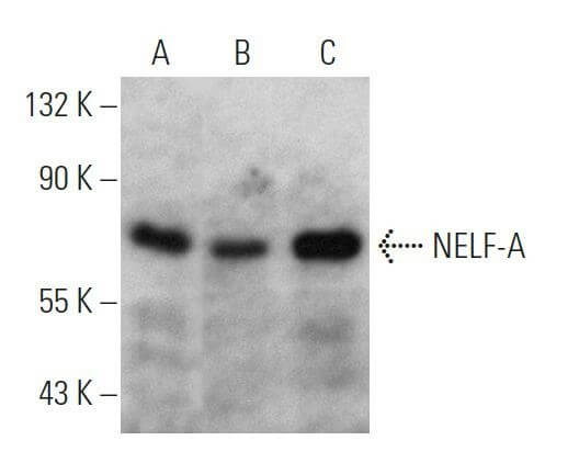 Anti-NELF-A Antibody (F-2) | SCBT - Santa Cruz Biotechnology