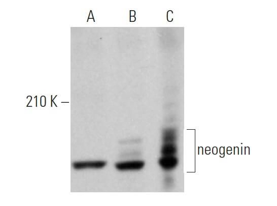 neogenin 항체 (N-19) | SCBT - Santa Cruz Biotechnology