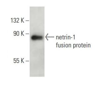 Anti-netrin-1 Antibody (A-7) | SCBT - Santa Cruz Biotechnology