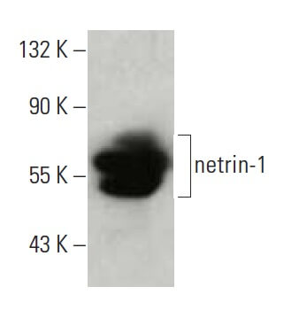 Anti-netrin-1 Antibody (A-7) | SCBT - Santa Cruz Biotechnology