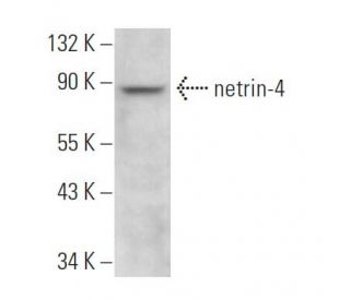 Anti-netrin-4 Antibody (A-7) | SCBT - Santa Cruz Biotechnology