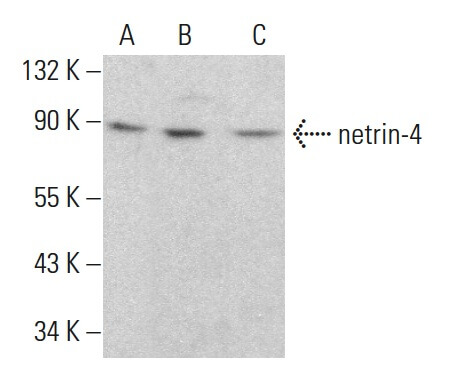 Anti-netrin-4 Antibody (A-7) | SCBT - Santa Cruz Biotechnology