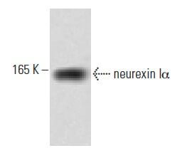 neurexin I Antibody (P-15) | SCBT - Santa Cruz Biotechnology