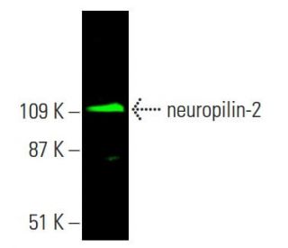 neuropilin-2 Antibody (C-9) - Western Blotting - Image 377854