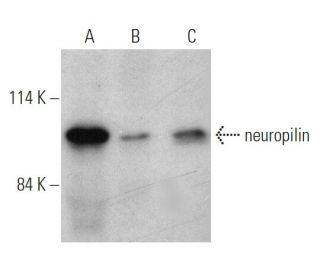 neuropilin Antibody (A-12) - Western Blotting - Image 364943