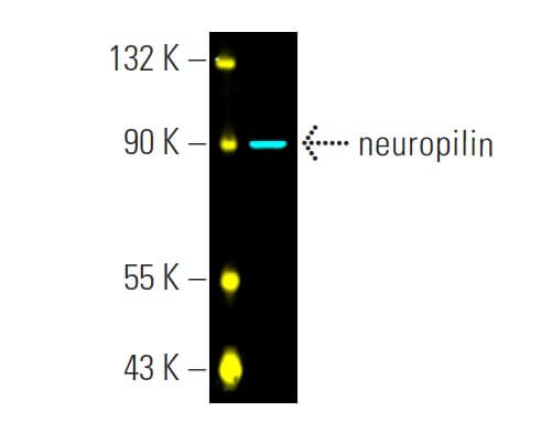 Neuropilin 1