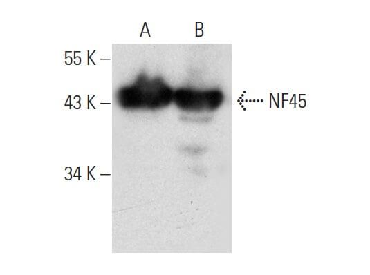 NF45 Antibody (A-8) | SCBT - Santa Cruz Biotechnology