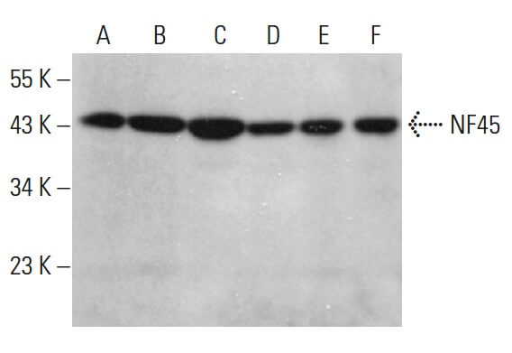NF45 Antibody (G-3) | SCBT - Santa Cruz Biotechnology