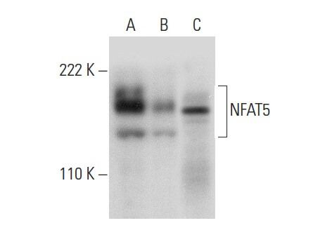 NFAT5抗体 (F-9) | SCBT - Santa Cruz Biotechnology