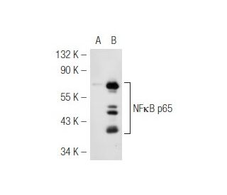NFκB p65 Antibody (F-6) - Western Blotting - Image 45520