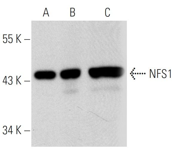 NFS1 Antibody (2635E1a) | SCBT - Santa Cruz Biotechnology