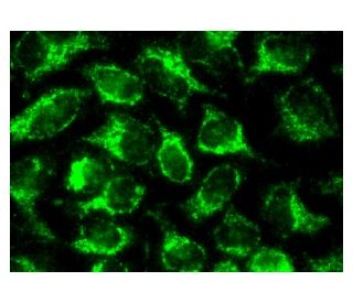 NFS1 Antibody (B-7) - Immunofluorescence - Image 141447